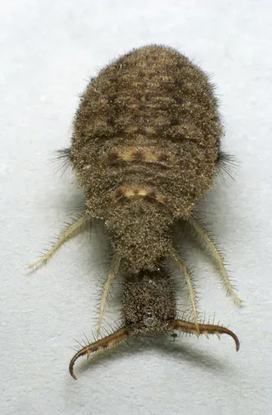 Antlion Meia Vida Antlion Cocoon Hi Res Stock Photography And Images