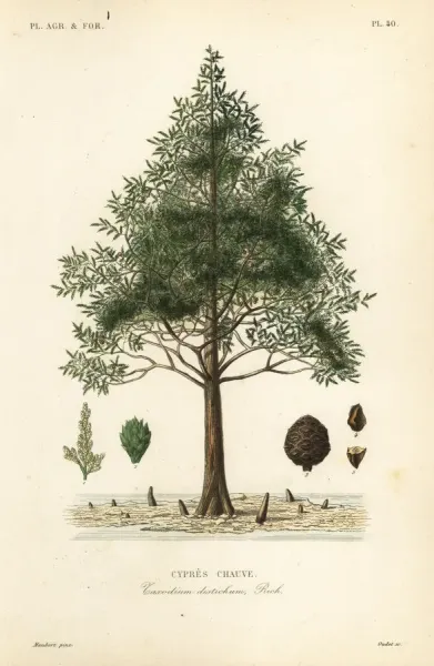 Cypress Tree Logo Cupressus Sempervirens – Majestic Trees