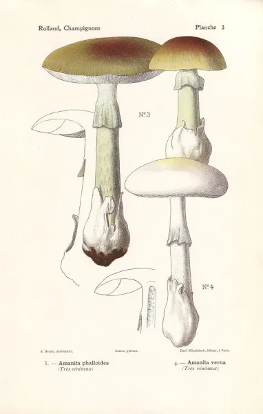Amanita Phalloides Spore Print