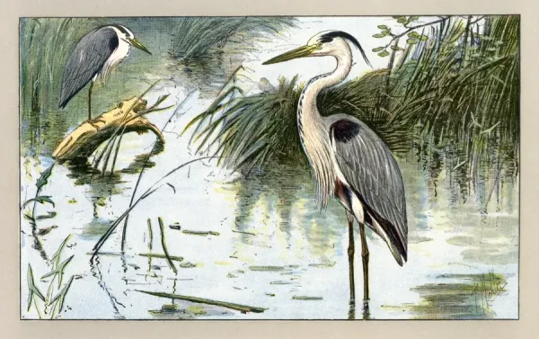 Jigsaw Puzzle of Two herons. 1907 - Media Storehouse