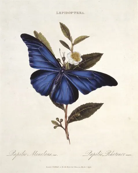 Images Of Blue Morpho Butterflies Blue Morpho Butterfly Facts,