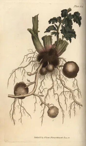 Root Tubers Dr Keith Hammett | Dahlia Tubers Come In Many Different
