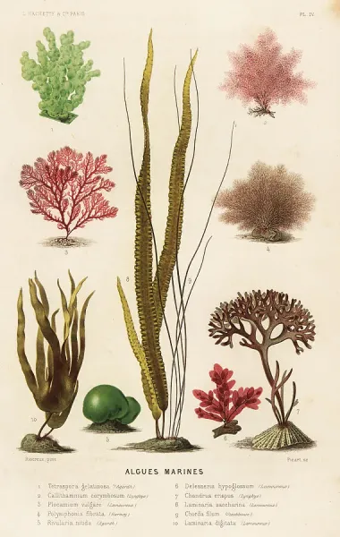 Types of marine algae Our beautiful Wall Art and Photo Gifts include ...