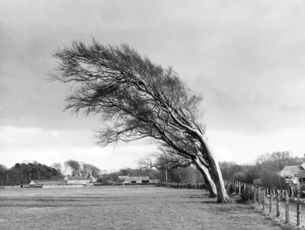 Wind Tree London Photographer Pictures From London And Storm Bert