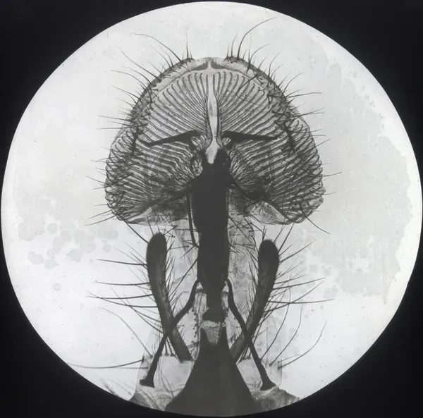 X-Ray Close-up X-ray view of a Blow Fly Proboscis Our beautiful Wall ...