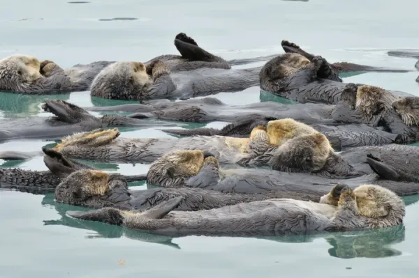 Alaskan / Northern Sea Otter raft Sea Otters often gather