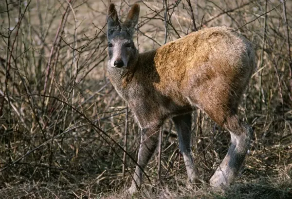 Male Musk Deer