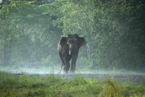 Borneo Pygmy Elephant Male endemic Borneo Our beautiful Wall Art and ...