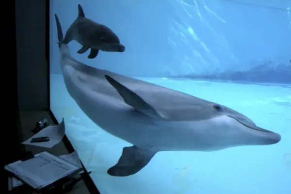 Bottlenose Dolphin Research of birth and Newborn Baby/Calf