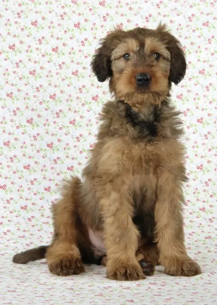 Briard Poodle Mix Bridoodle - Briard X Poodle
