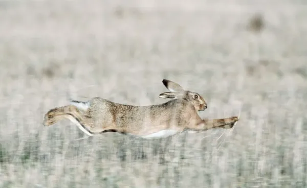 Hare Running