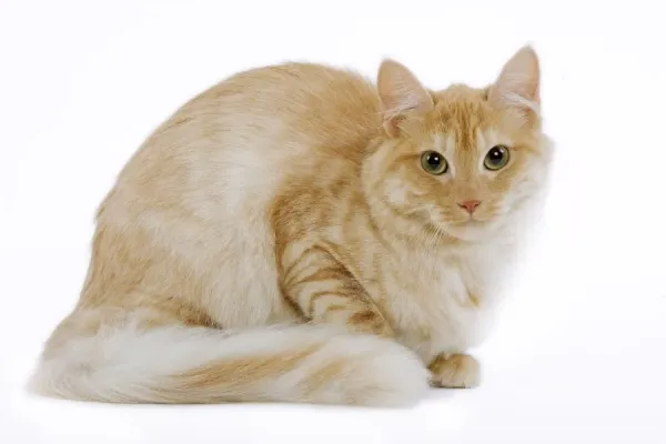 Photo Mug of Cat Turkish Angora red mackerel tabby in studio