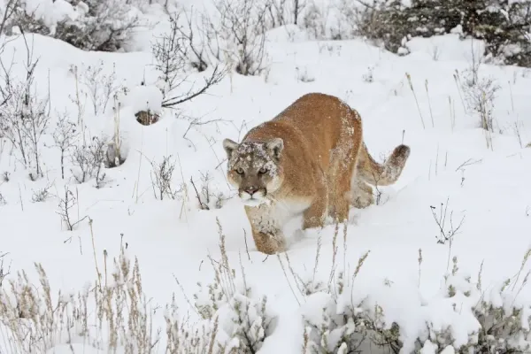 Cougar / Mountain Lion / Puma in snow. Montana USA