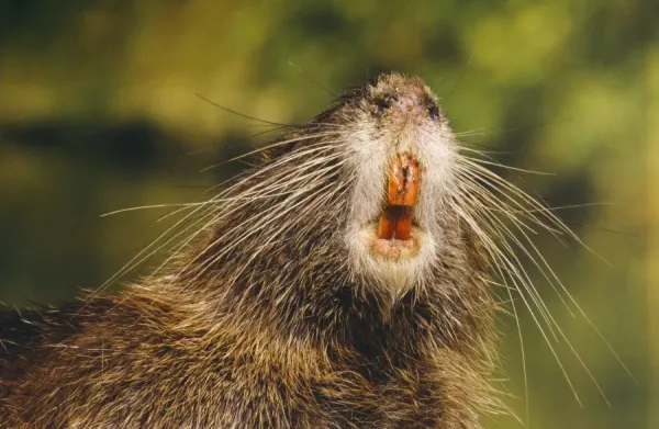 Nutria Teeth