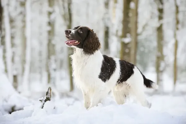 DOG. English springer spaniel standing in the snow