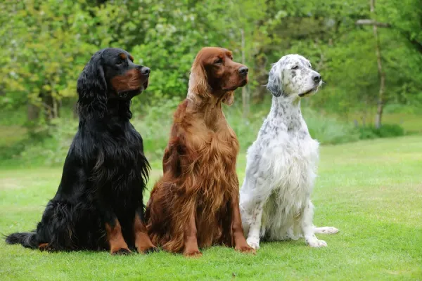 Images Of Irish Setters