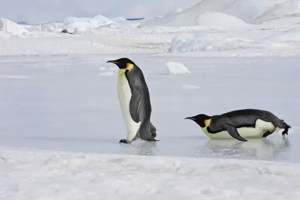 Penguin Sliding On Ice