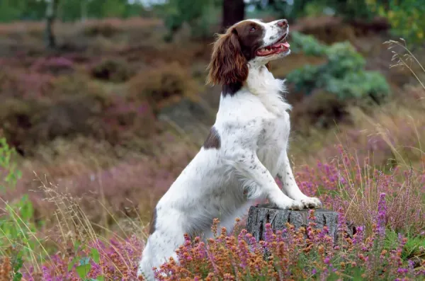 English Springer Spaniel Dog feet up on tree stump