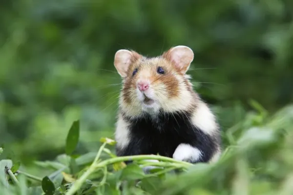 Greetings Card of European / Black-bellied Hamster. Alsace France