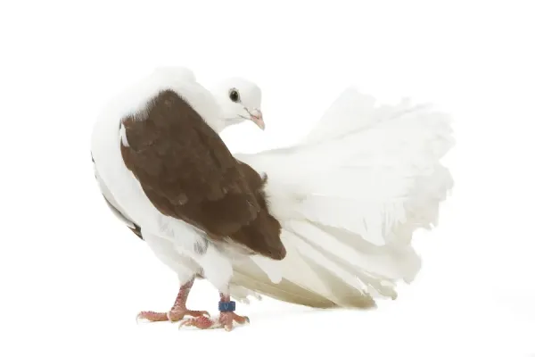 English Fantail Pigeon Flying Fantail | This Is One Of My Indian