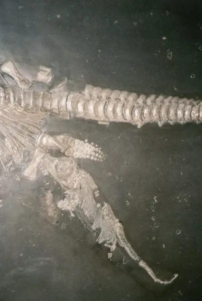 Tote Bag of Fossil Ichthyosaur giving birth