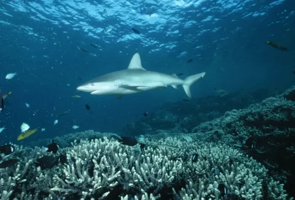Galapagos Shark Distribution: Pacific Ocean, Coco Islands