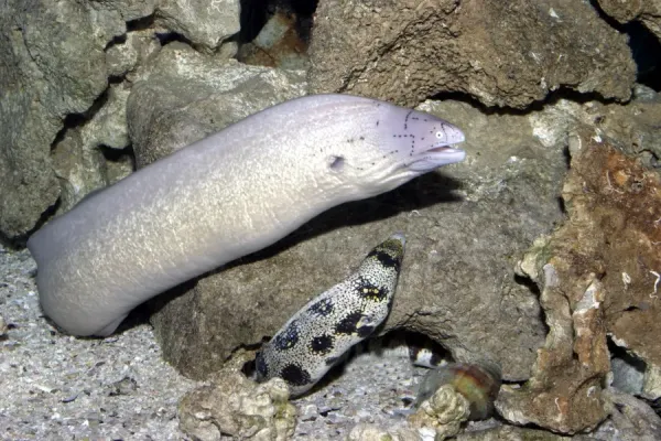 Geometric Moray Eel and Floral Moray Eel (Echidna)