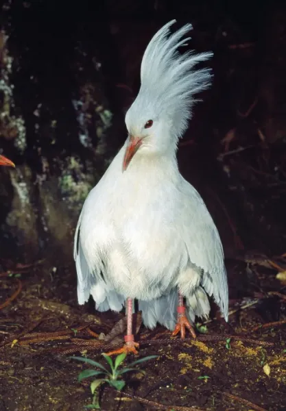 Kagu Kagu (Rhynochetos Jubatus) Chick Betwen 7 And 8 Hours Old