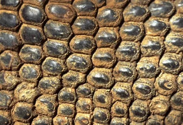 Komodo Dragon skin Komodo Island Indonesia Our beautiful Wall Art and ...