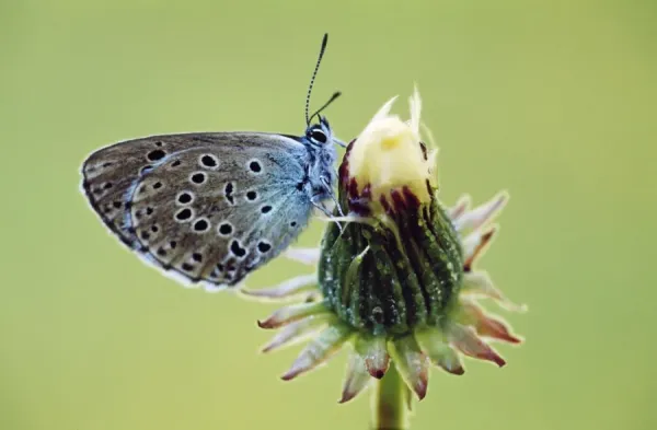 Large Blue Butterfly Gran Paradiso, Italy Our beautiful Wall Art and ...