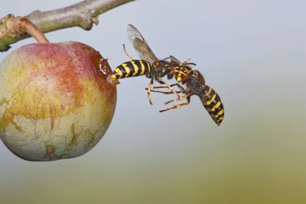 Median Wasp fighting in flight Bedfordshire UK 007745