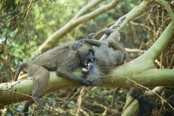 Olive / Savanna Baboon fighting in tree Lake Nakuru