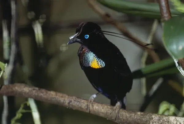 Parotia / 6-wired Bird of Paradise Papua New Guinea