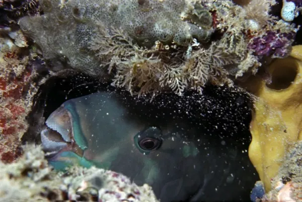 Parrotfish sleeping in the safety of its sand spotted mucus