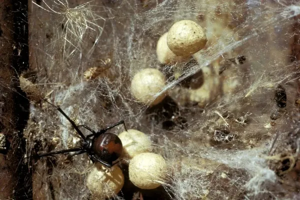 Red Spider Nest Southeastern Social Cobweb Spider – Long Leggedy