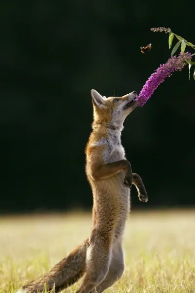 Red Fox cub jumping for butterfly controlled conditions