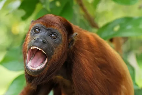 Red Howler Monkey with mouth open Iquitos Peru Our beautiful Wall Art ...