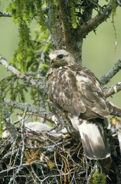 Rough Legged Buzzard / Hawk at nest with young Our beautiful Wall Art ...