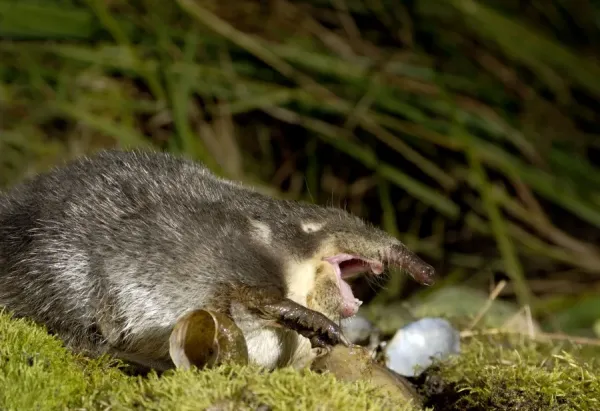 Russian Desman feeds on a fresh-water mussel Okskii