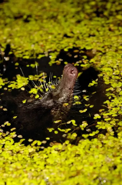 Russian Desman pops its nose out of water to search