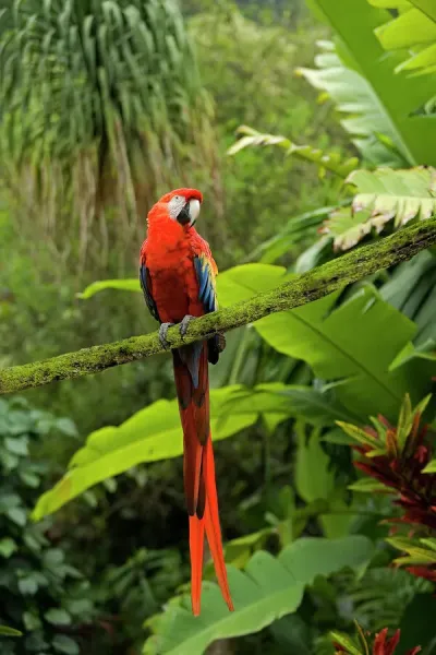 Rainforest Macaw 2,624 Rainforest Macaw Stock Photos, High Res