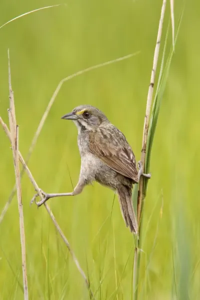 Greetings Card of Seaside Sparrow June Connecticut USA