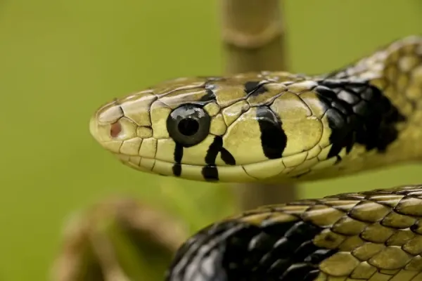 Tiger Rat Snake