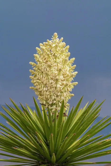 Yucca Yucca Flower Is The New Mexico State Flower