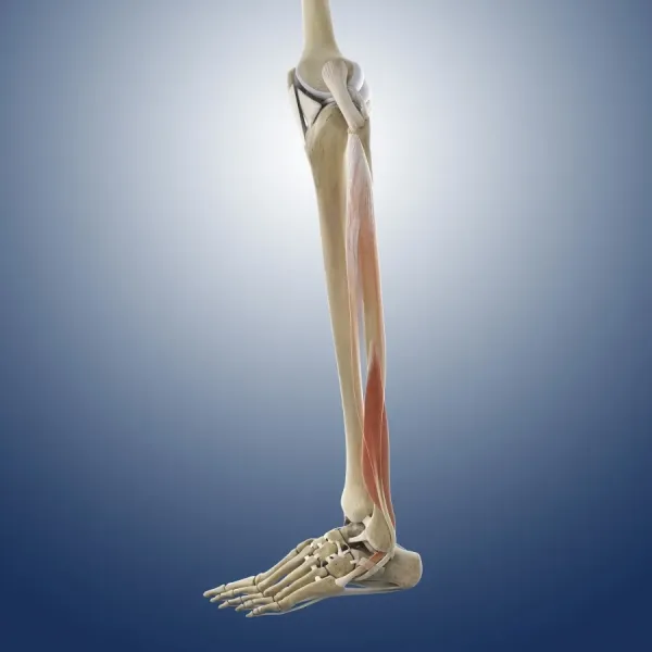 Calf muscles, artwork C013 / 4575 Our beautiful Wall Art and Photo ...