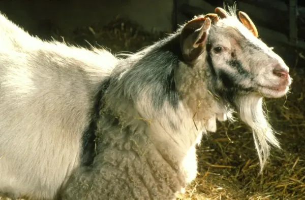 Goat X Sheep Easy Whey Xtra, Goat Sheep Whey