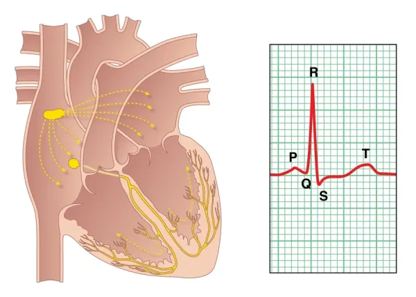 Electrical Anatomy Of The Heart Heart Block