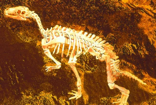 Enhanced image of a Camptosaurus dinosaur skeleton
