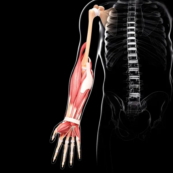 Human arm musculature, artwork F007 / 4115 Our beautiful Wall Art and ...