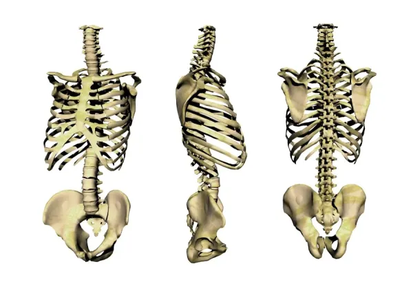 Anatomy Of The Human Skeleton